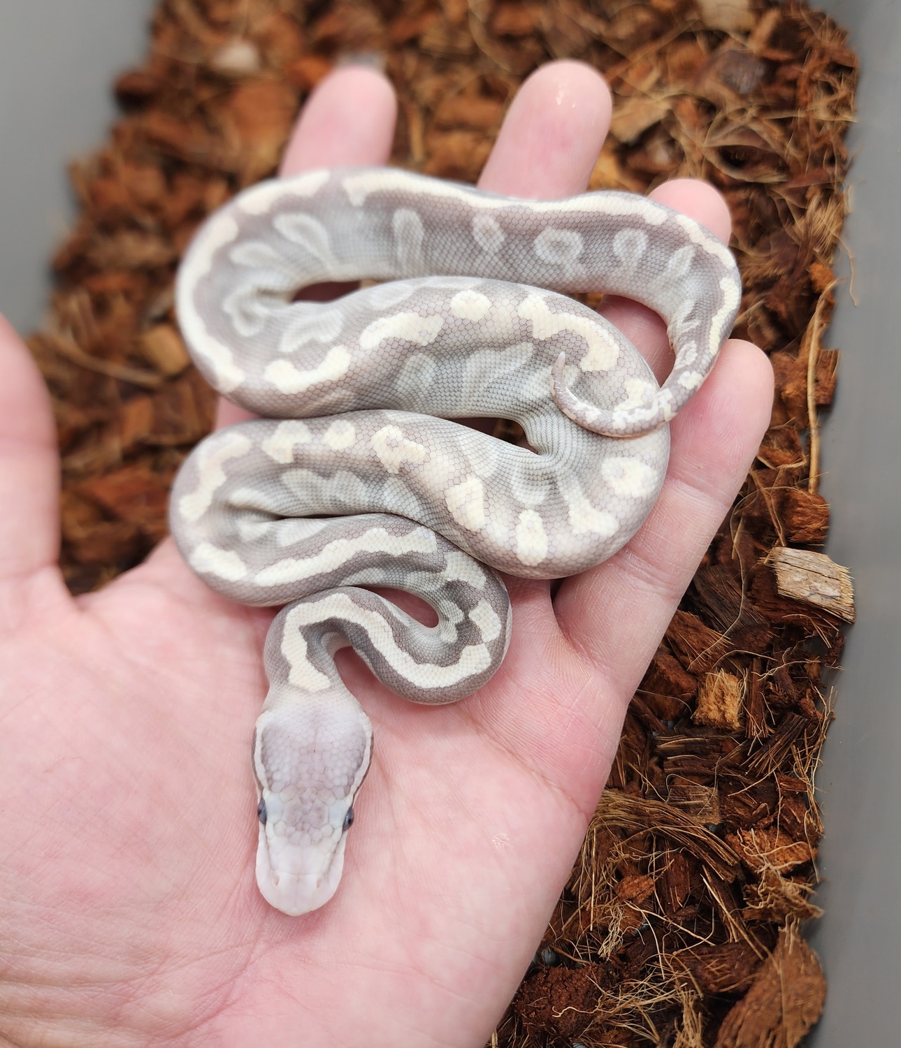 Pastel Ghi Mystic Mojave Ball Python by Bobs Balls - MorphMarket