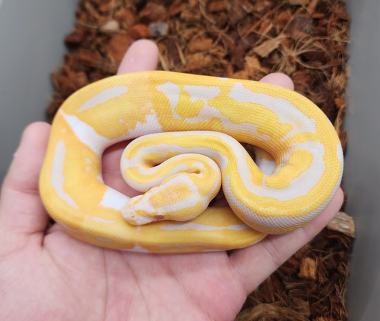 Candy Pied Ball Python by Bobs Balls