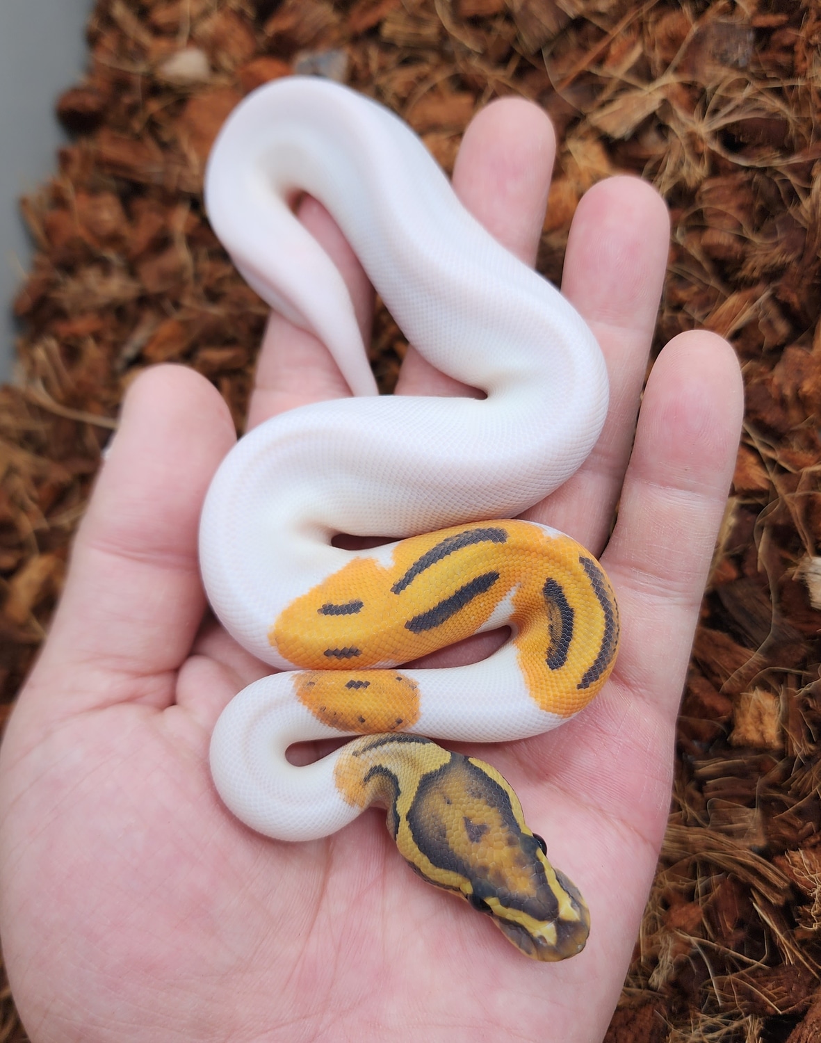 Od Hypo Pied Ball Python by Bobs Balls - MorphMarket