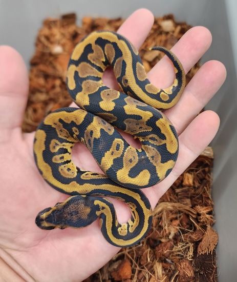Confusion Het Clown Ball Python by Bobs Balls