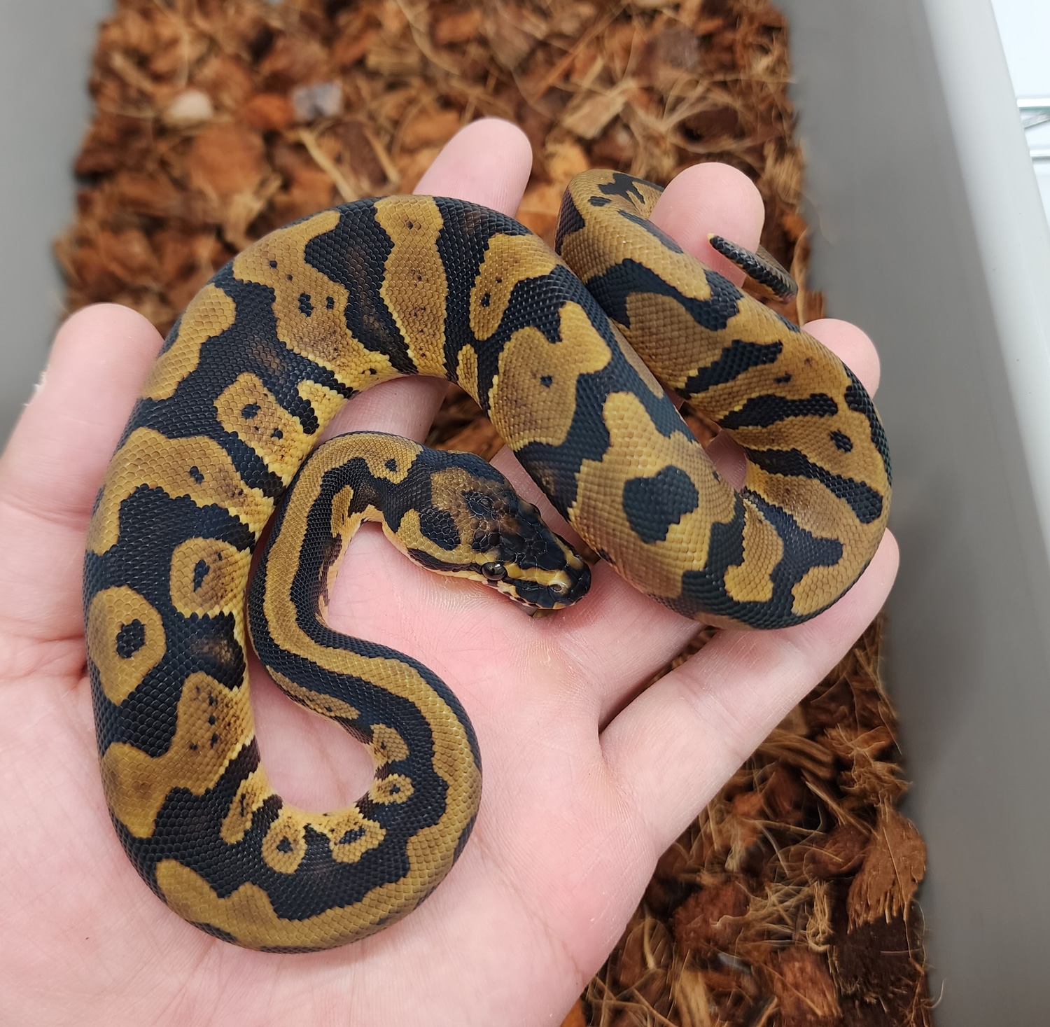 Confusion Het Clown Ball Python by Bobs Balls - MorphMarket