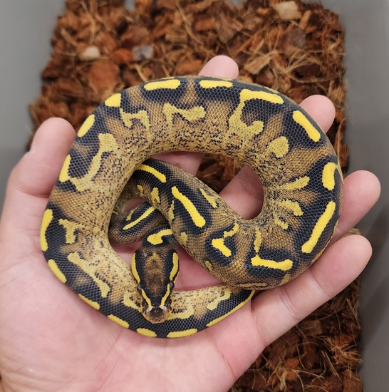 Super Gravel Ball Python by Bobs Balls