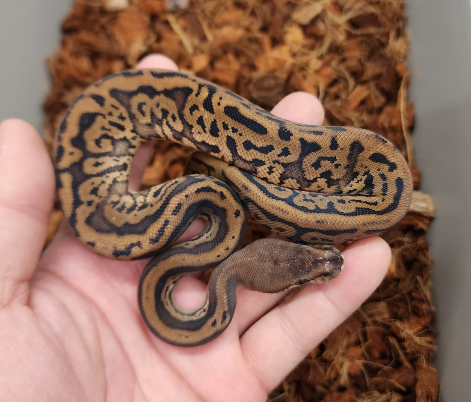 Black Pastel Confusion Leopard Fire Ball Python by Bobs Balls - MorphMarket