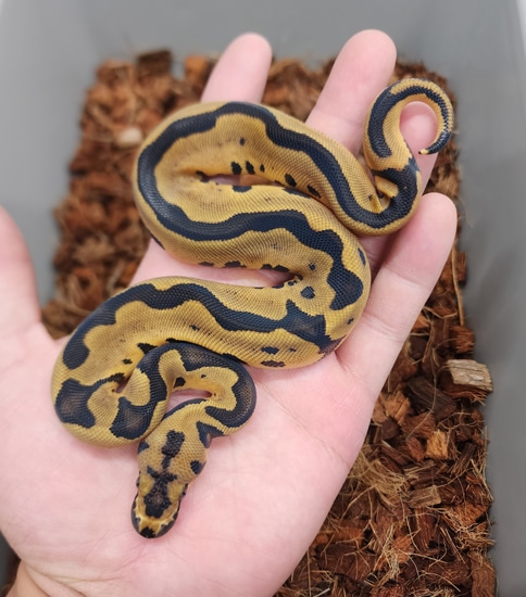 Leopard Yb Clown 66% Ph Vpi Axanthic Ball Python by Bobs Balls