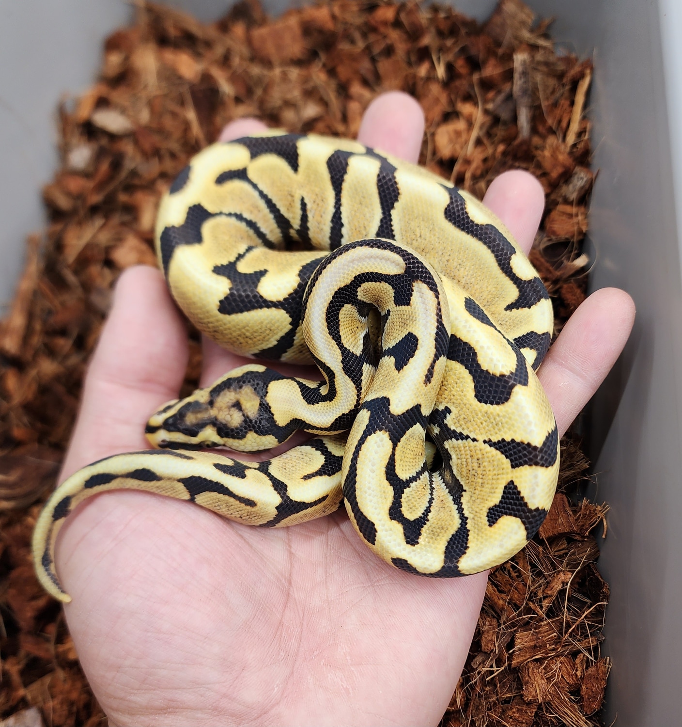 Enchi Spotnose Dg Ball Python by Bobs Balls - MorphMarket