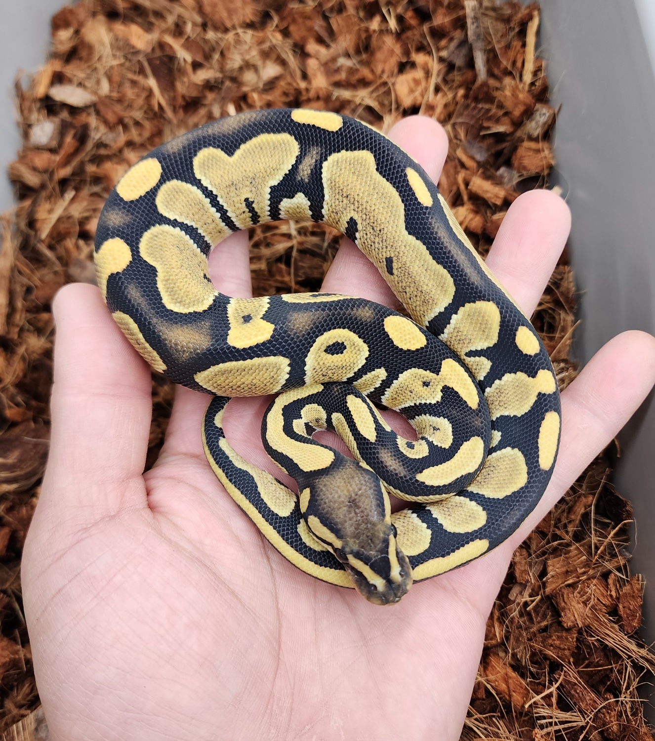 Chocolate Dg Het Hypo Ball Python by Bobs Balls - MorphMarket