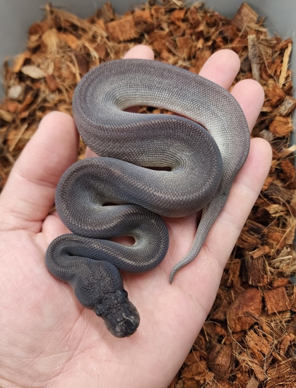 Cinny Mahogany Bh Mojave Ball Python by Bobs Balls