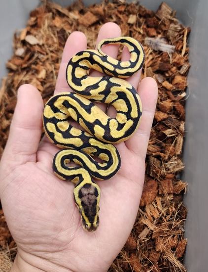 Pastel Od Enchi Dh Dg Cryptic Ball Python by Bobs Balls