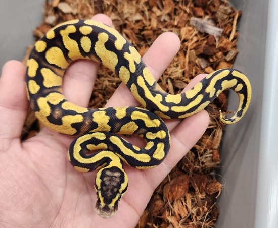 Pastel Enchi Yb Dh Dg Cryptic Ball Python by Bobs Balls