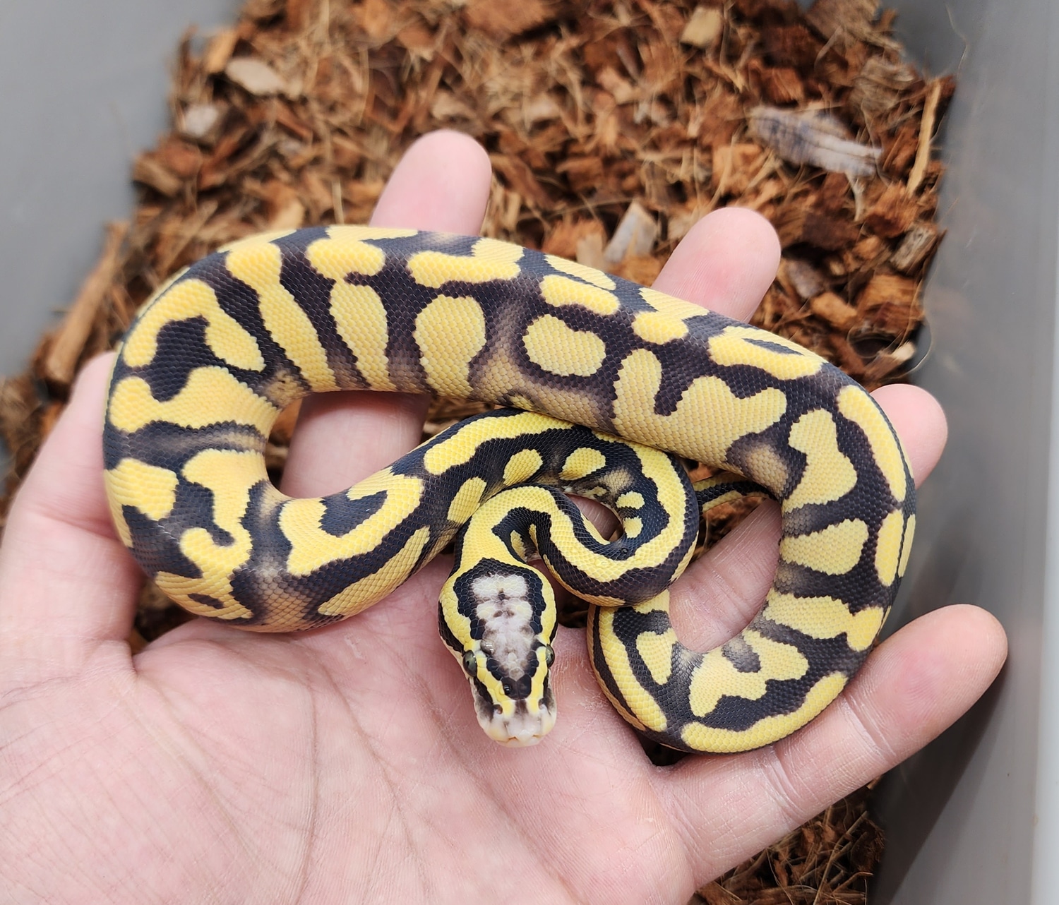 Pastel Od Enchi Yb Dg Het Cryptic Ball Python by Bobs Balls - MorphMarket