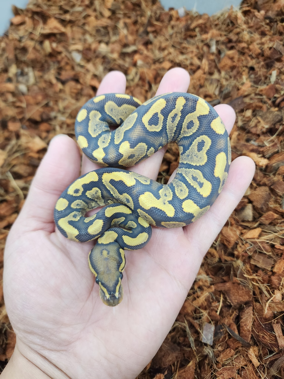 Hypo Fire Yb Ball Python by Bobs Balls - MorphMarket