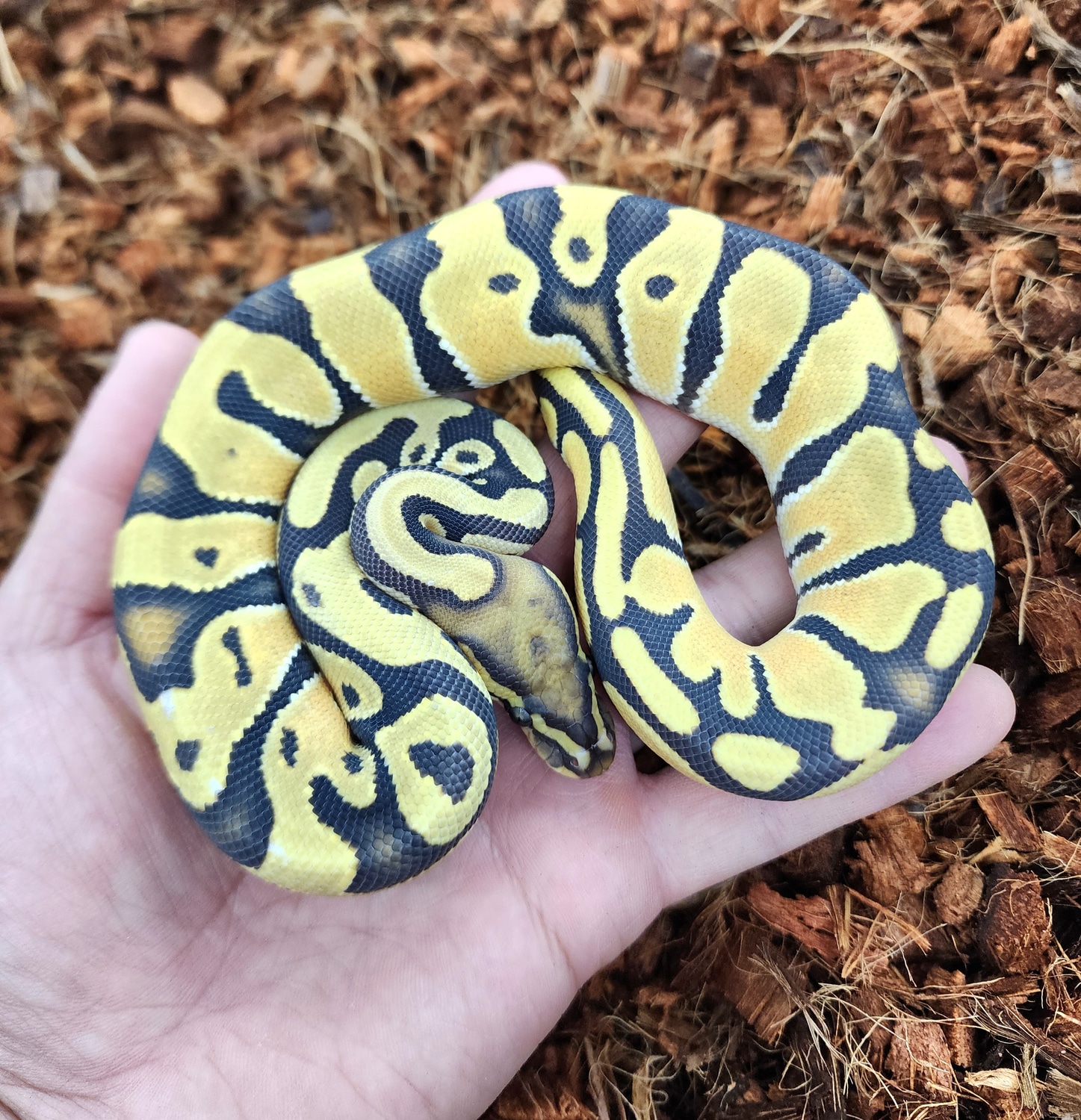 Hypo Od Enchi Het Pied Ball Python by Bobs Balls - MorphMarket