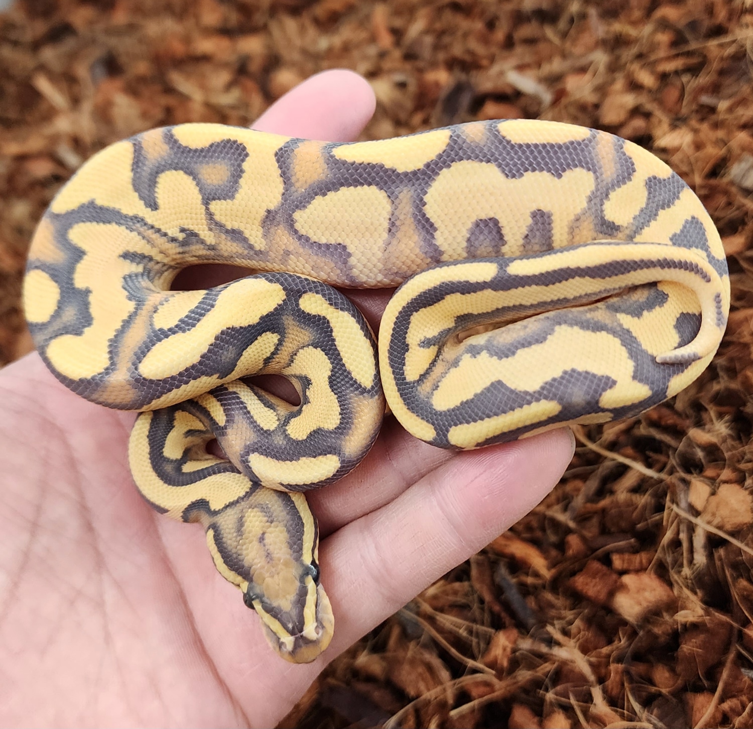 Hypo Od Fire Yb Ball Python by Bobs Balls - MorphMarket