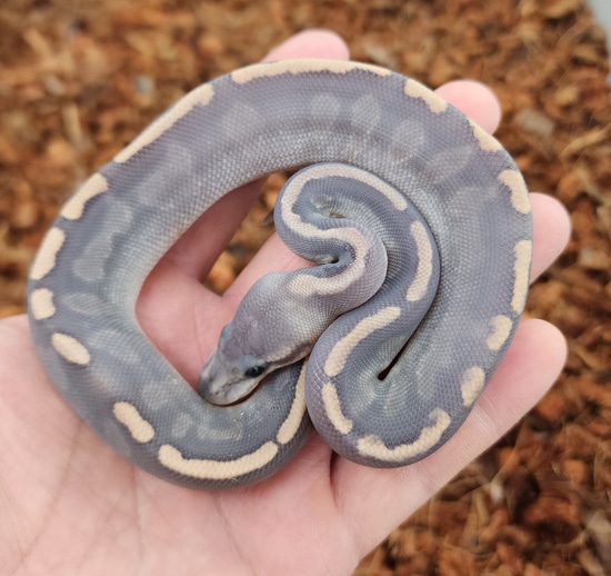 Hypo Ghi Mojave Cinnamon Ball Python by Bobs Balls