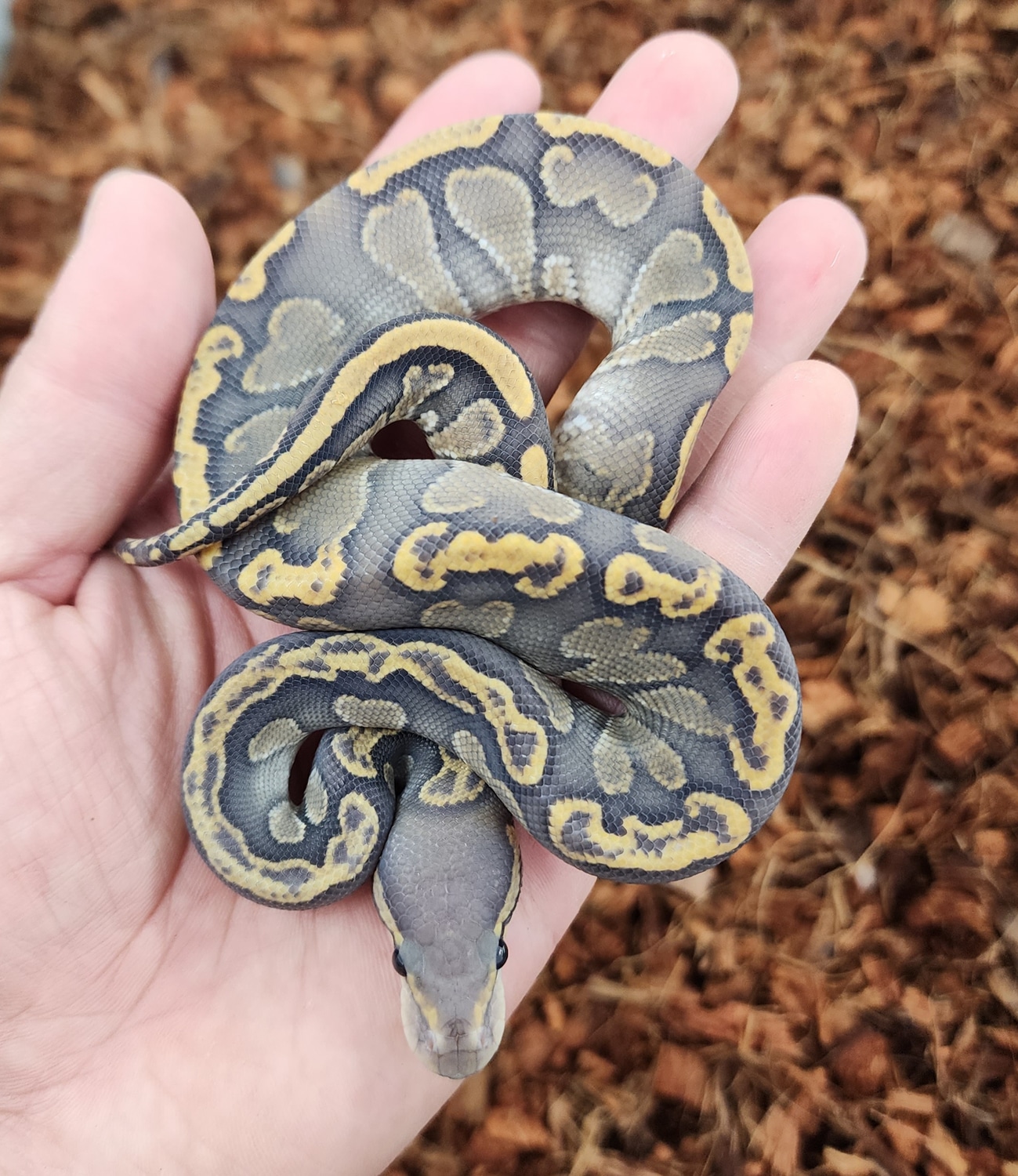 Hypo Ghi Ball Python by Bobs Balls - MorphMarket