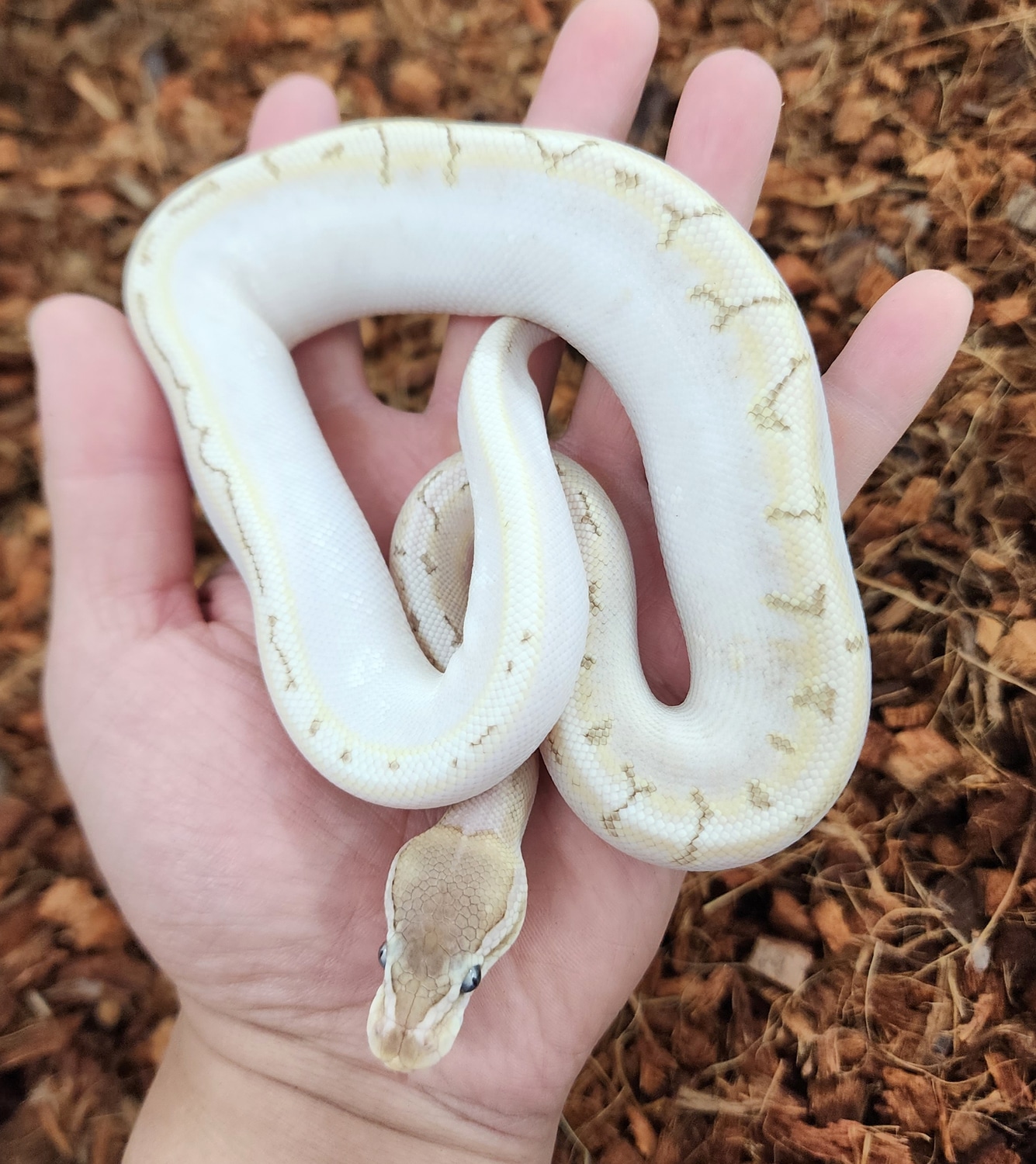 Hypo Bamboo Od Calico Pin Ball Python by Bobs Balls - MorphMarket