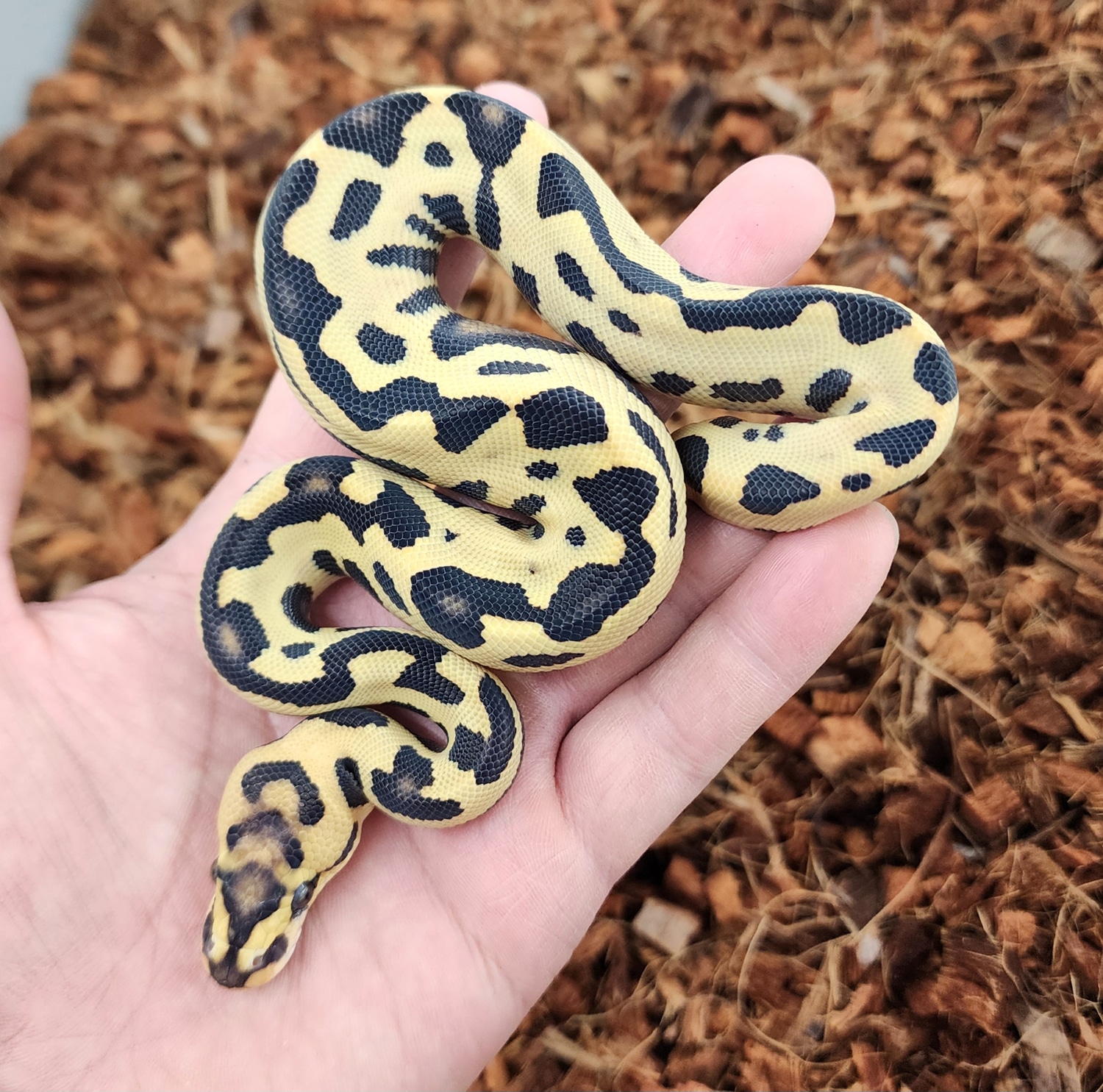 Dg Cryptic Leopard Fire Ball Python by Bobs Balls - MorphMarket