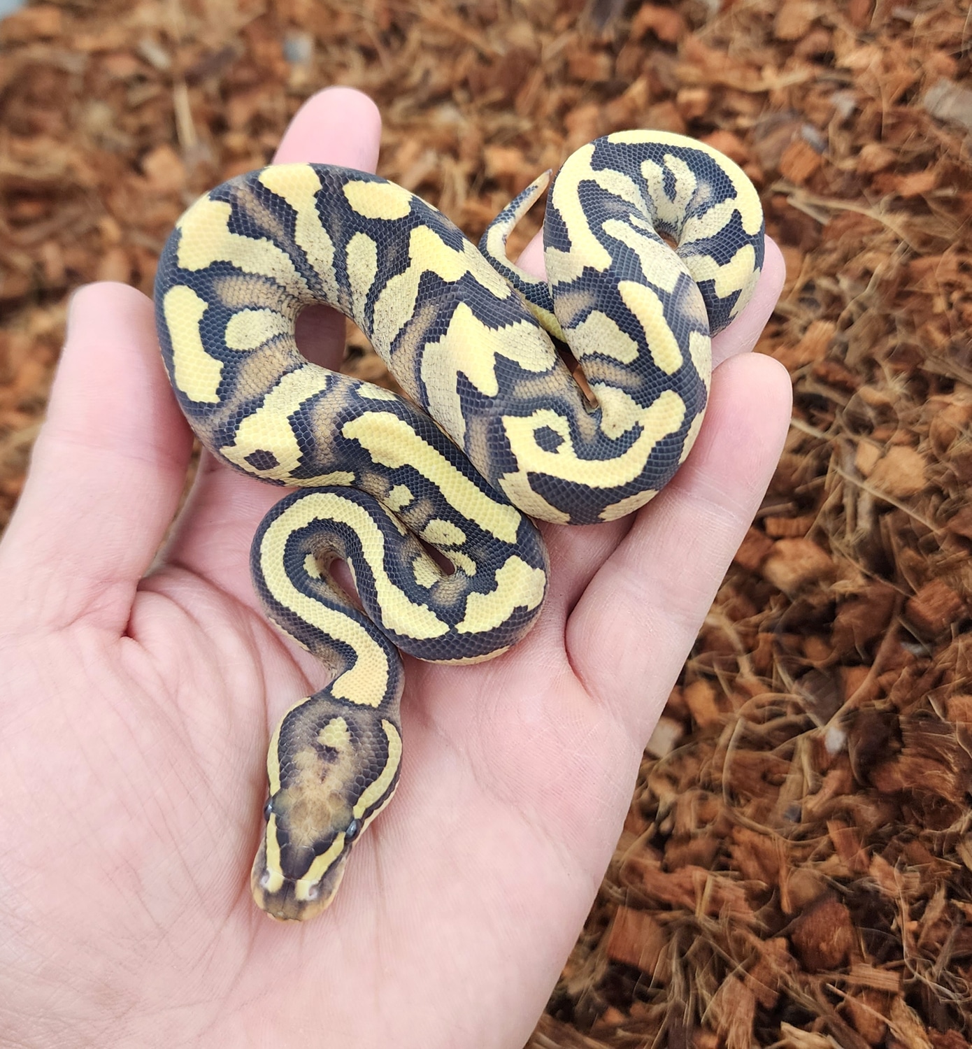 Dg Fire Yb Het Cryptic Ball Python by Bobs Balls - MorphMarket