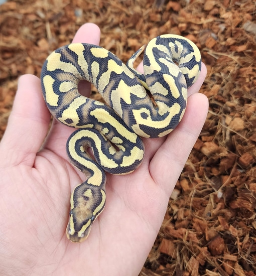 Dg Fire Yb Het Cryptic Ball Python by Bobs Balls
