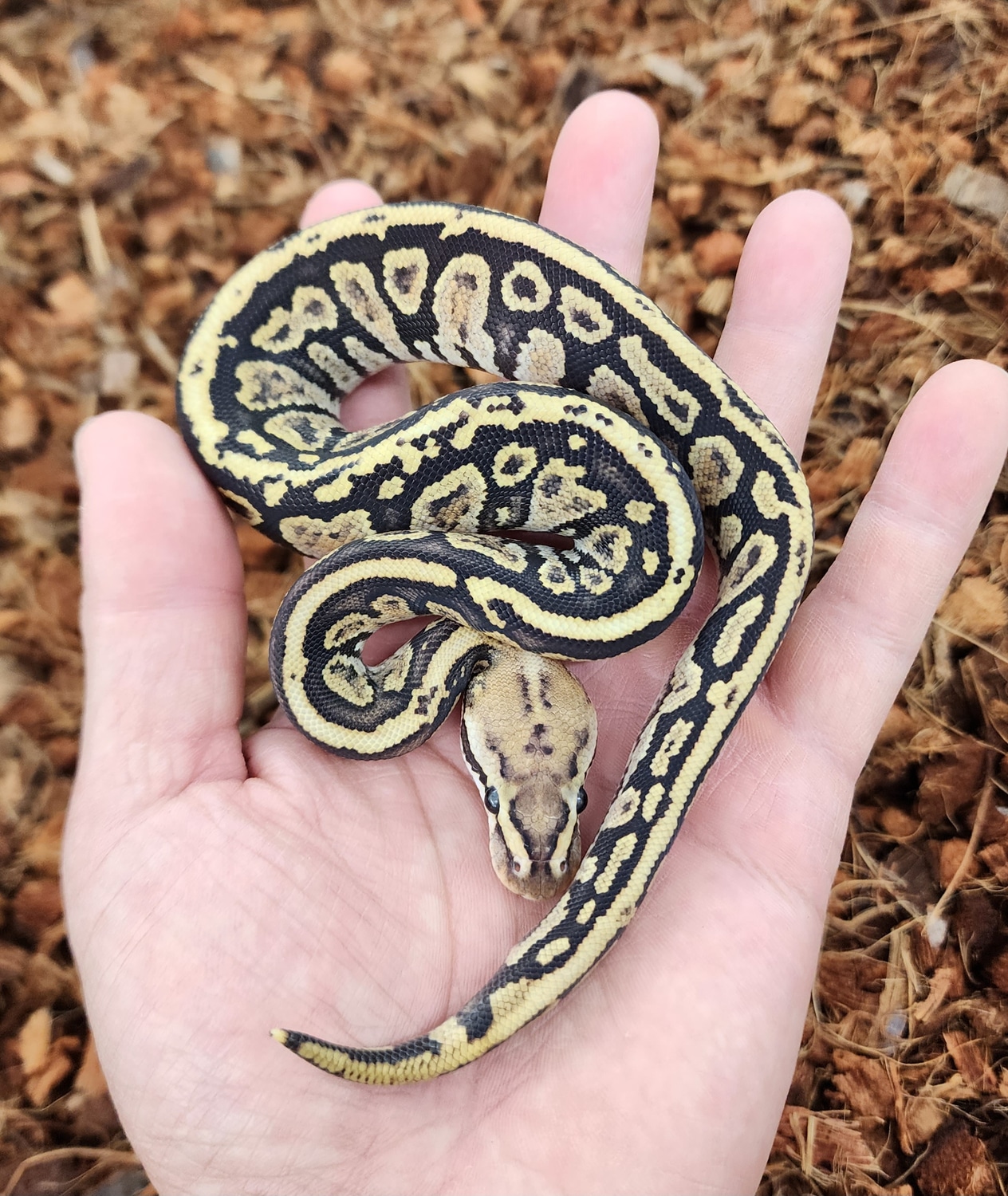 Redhead Spotnose Fire/disco Het Clown Ball Python by Bobs Balls ...