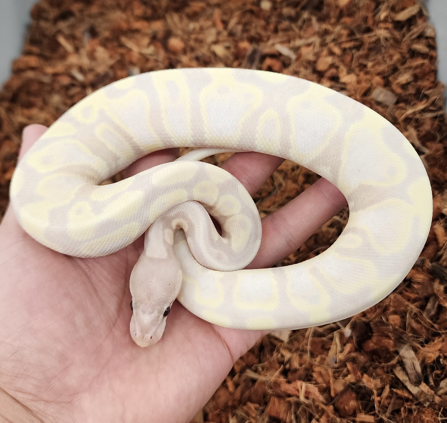 Super Banana Ball Python by Bobs Balls - MorphMarket