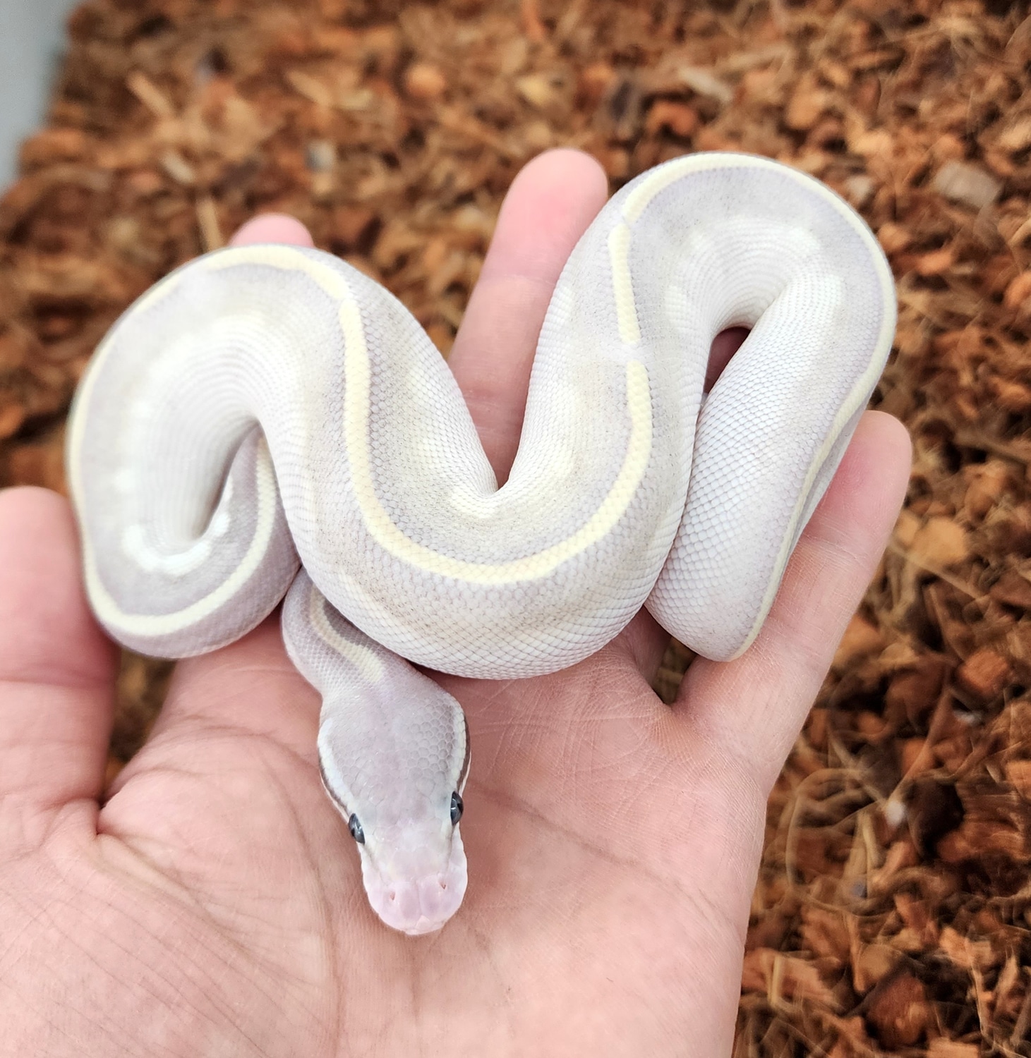 Pastel Mystic Potion Ball Python by Bobs Balls - MorphMarket