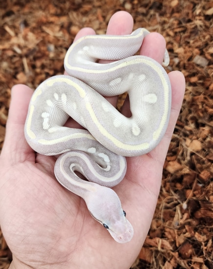 Pastel Mystic Potion Ball Python by Bobs Balls