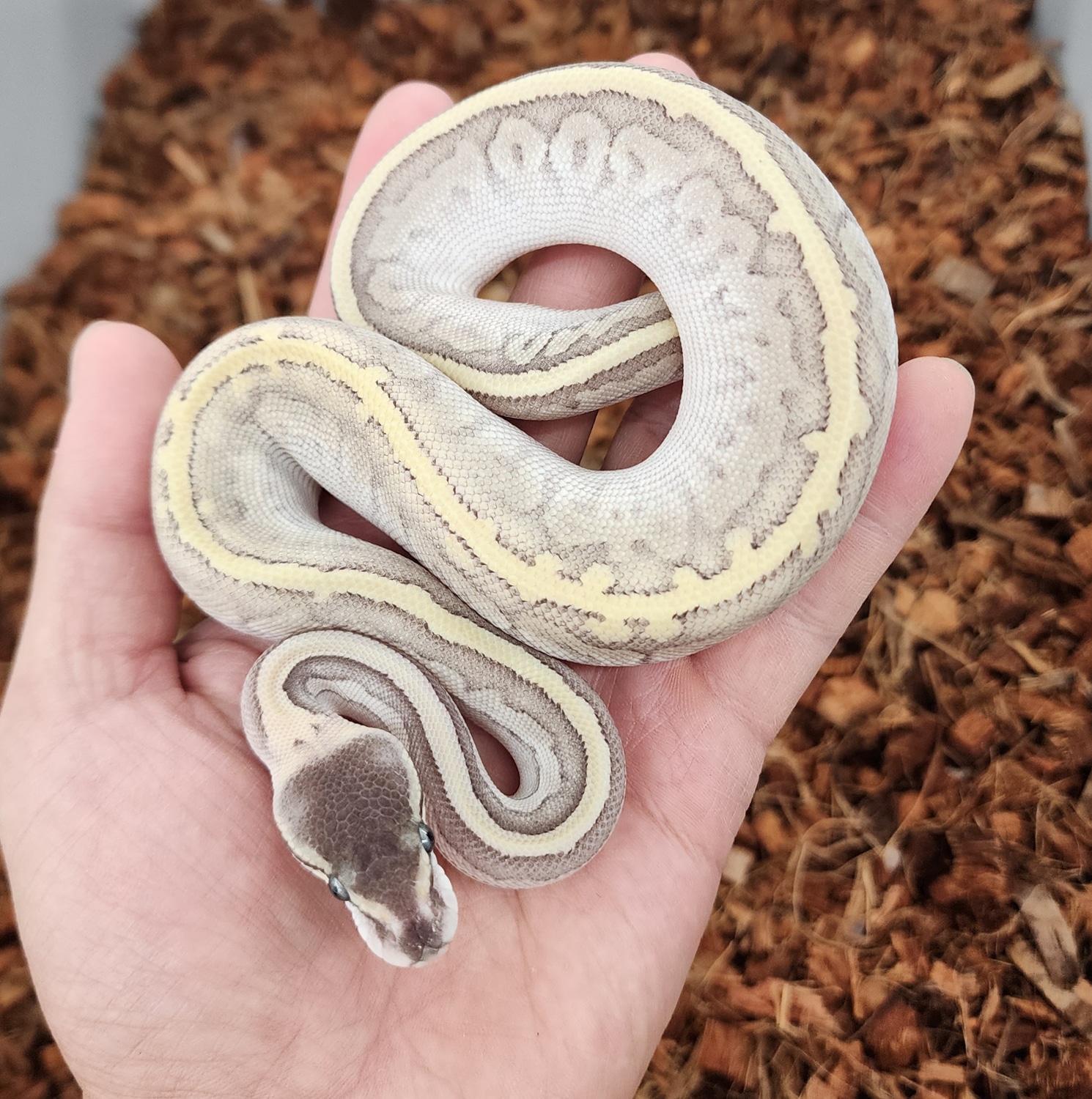 Mystic Potion Pinstripe Ball Python by Bobs Balls - MorphMarket