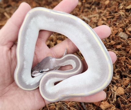 Enchi Mystic Potion Ball Python by Worona Reptiles - MorphMarket