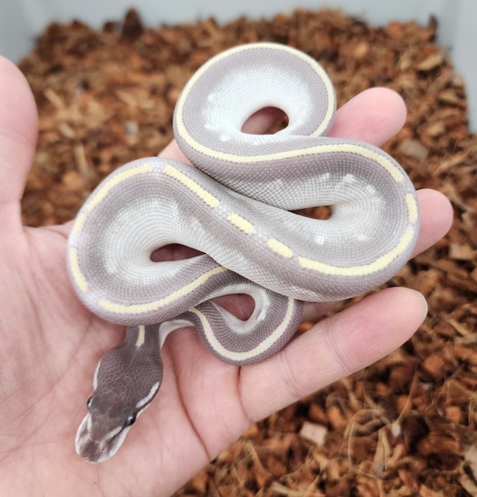 Mystic Potion Ball Python by Bobs Balls