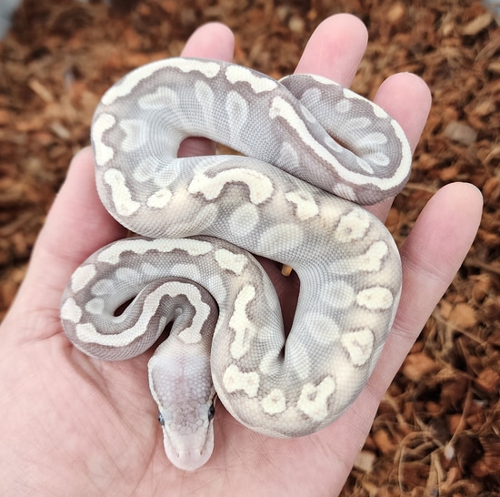 Pastel Ghi Mystic Potion Ball Python by Bobs Balls