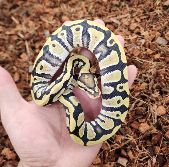 Dg Cryptic Ball Python by Bobs Balls