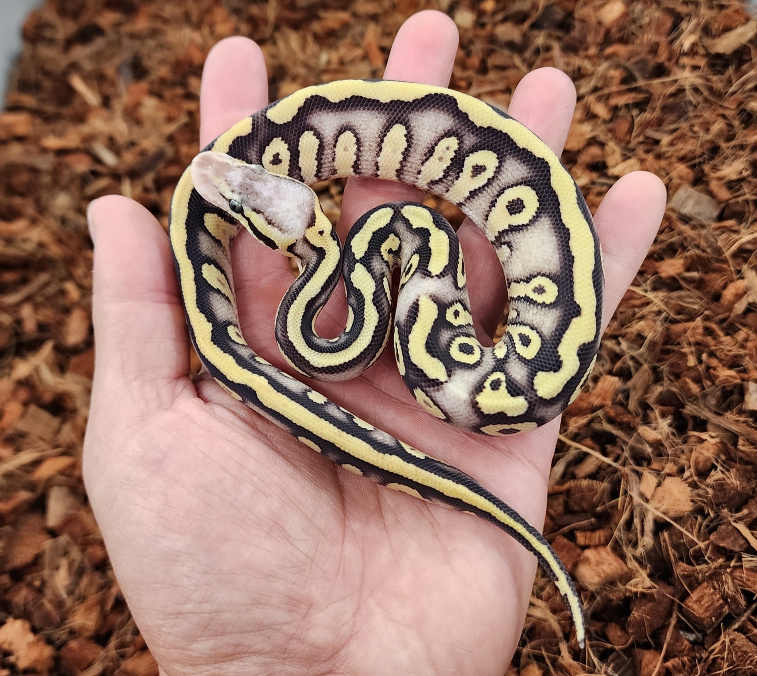 Pastel Mystic Fire Yb Het Dg Ball Python by Bobs Balls - MorphMarket