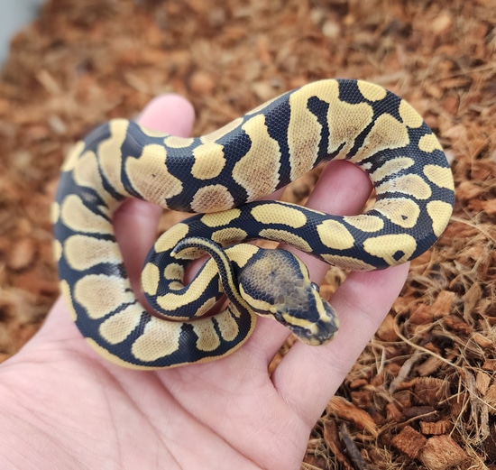 Dg 66% Ph Hypo Ball Python by Bobs Balls