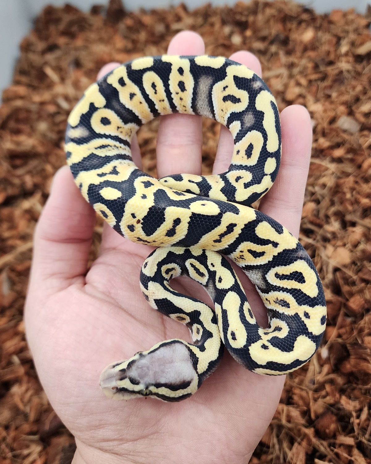 Pastel Ghi Dg Ball Python by Bobs Balls - MorphMarket