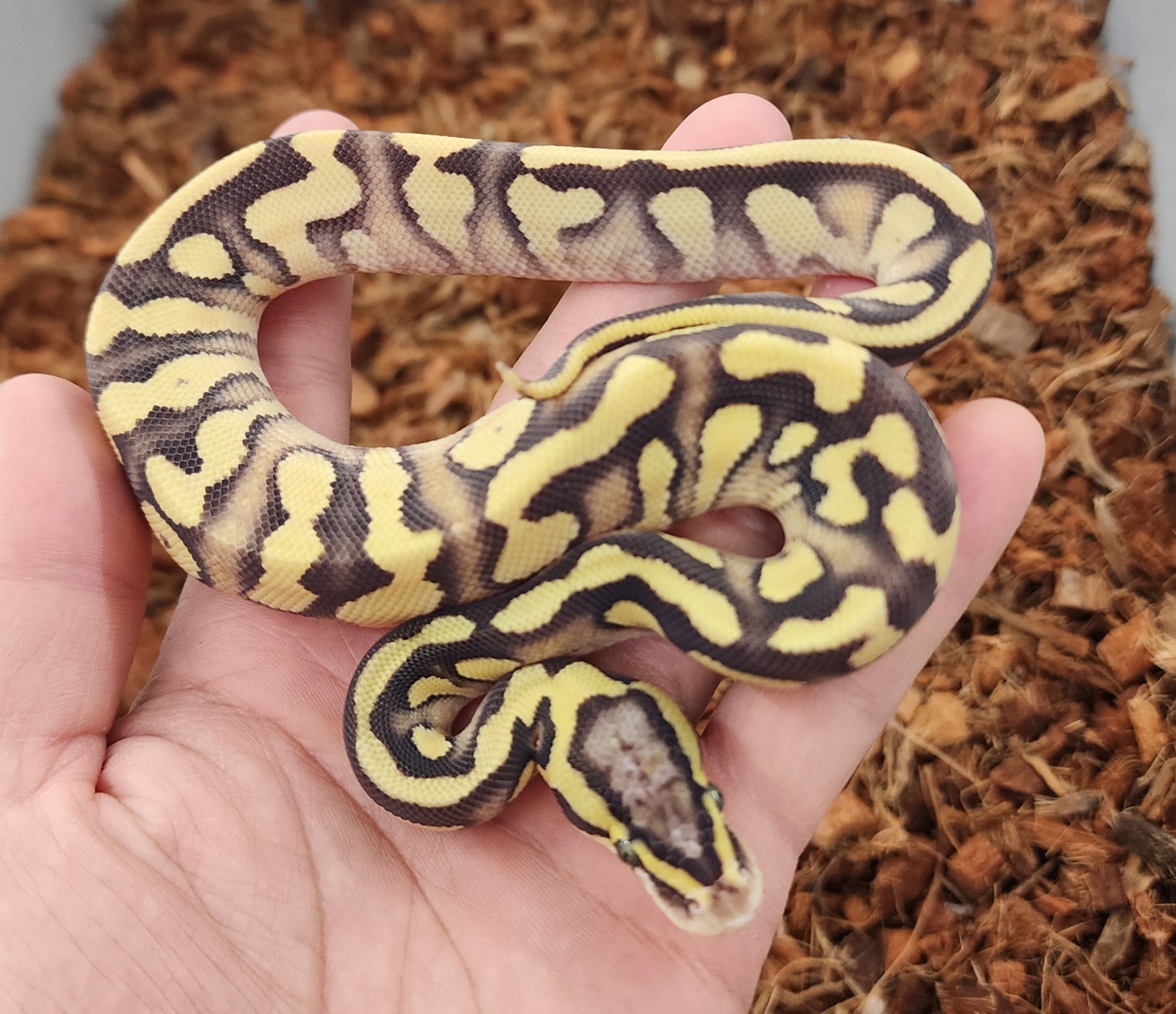 Pastel Enchi Mystic Yb Het Dg Ball Python by Bobs Balls - MorphMarket