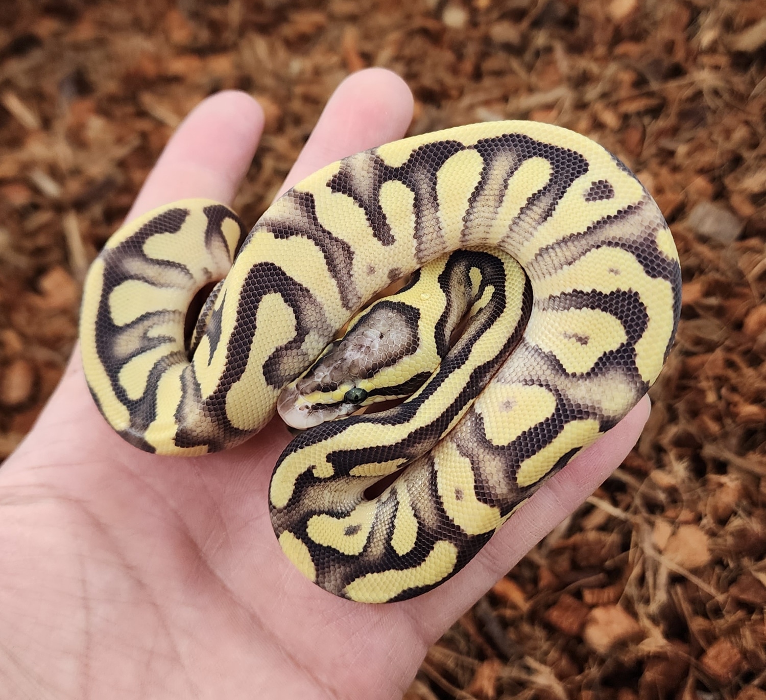 Firefly Enchi Mystic Yb Het Dg Ball Python by Bobs Balls - MorphMarket