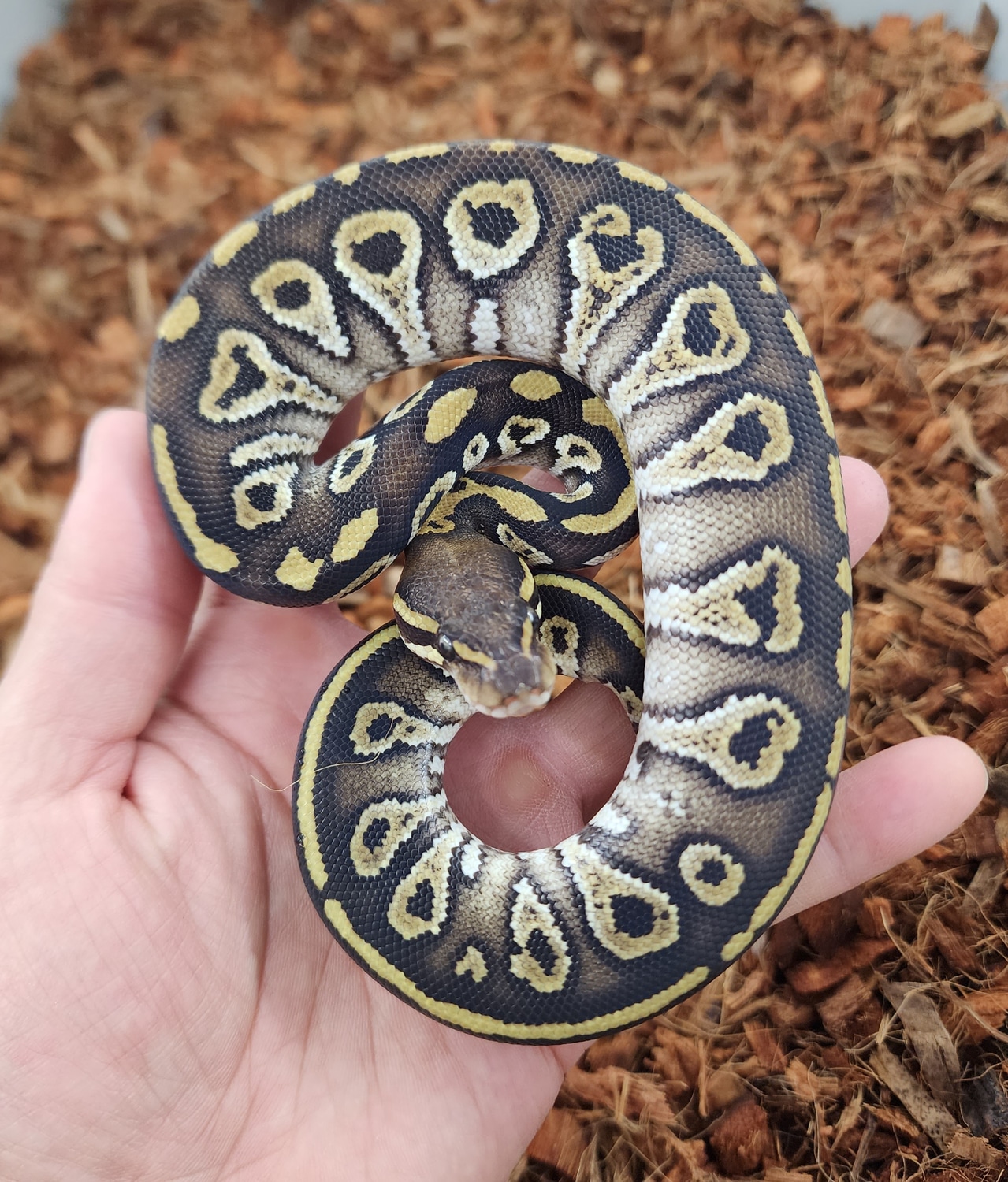 Vudoo Mojave Hra Ball Python by Bobs Balls - MorphMarket