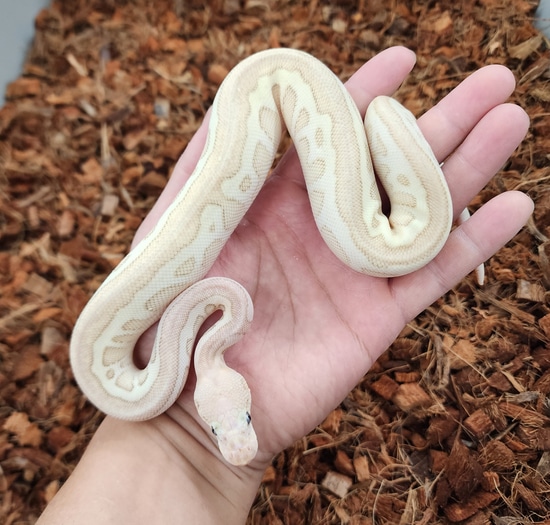 Pastel Lesser Leopard Spotnose Mahogany Clown Ball Python by Bobs Balls