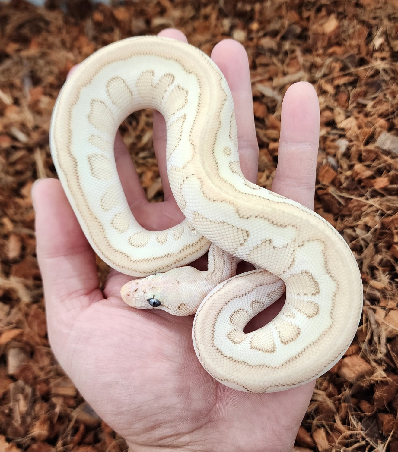 Pastel Lesser Leopard Spotnose Clown Ball Python by Bobs Balls ...