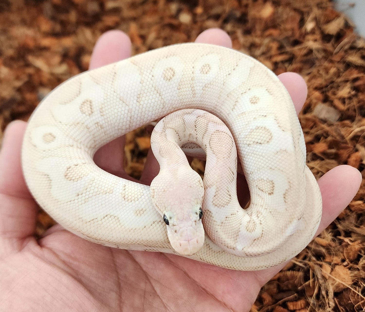 Pastel Lesser Spotnose Mahogany Clown Ball Python by Bobs Balls ...