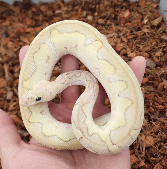 Pastel Lesser Leopard Clown Ball Python by Bobs Balls