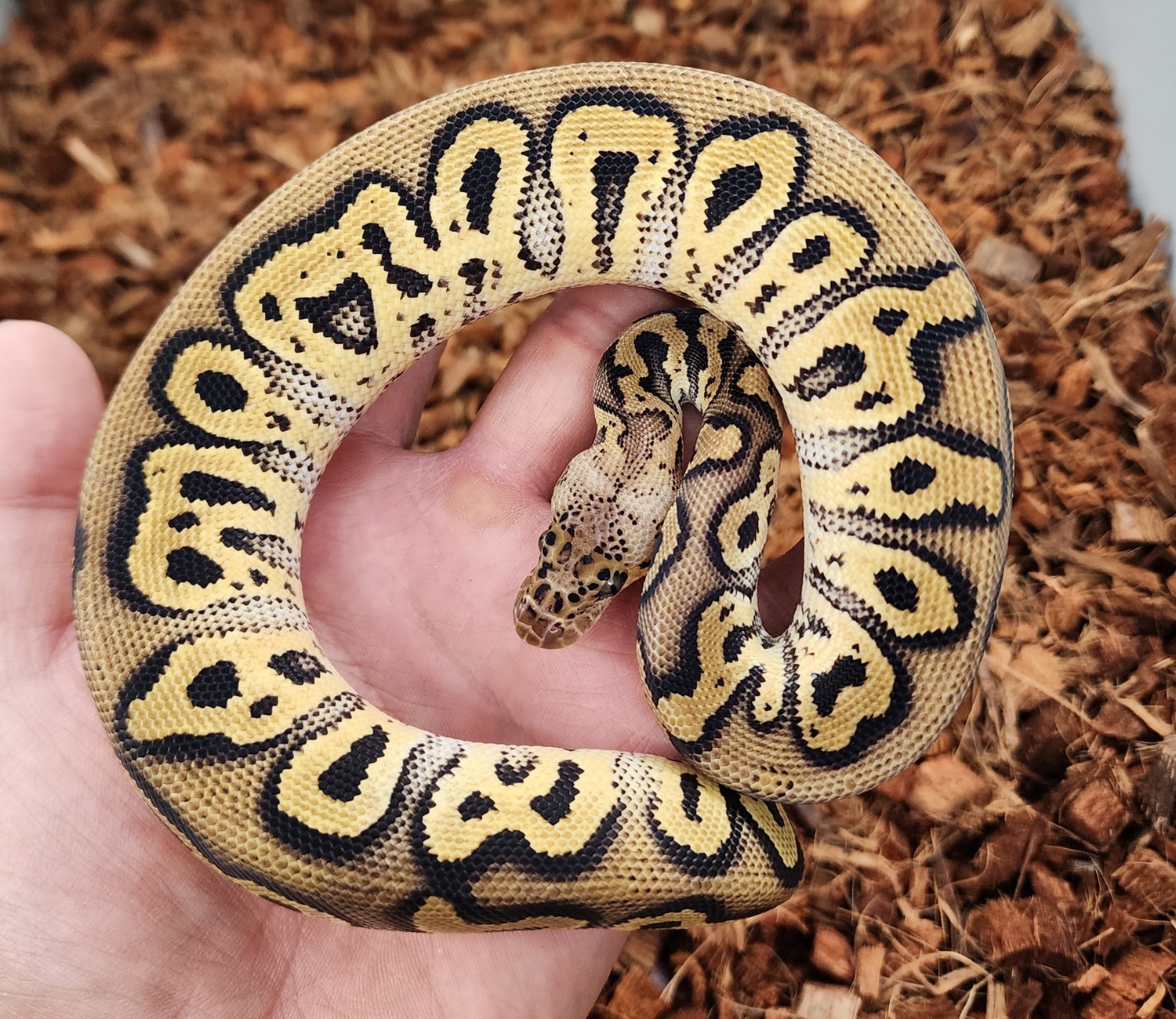 Pastel Blackhead Clown Ball Python by Bobs Balls - MorphMarket