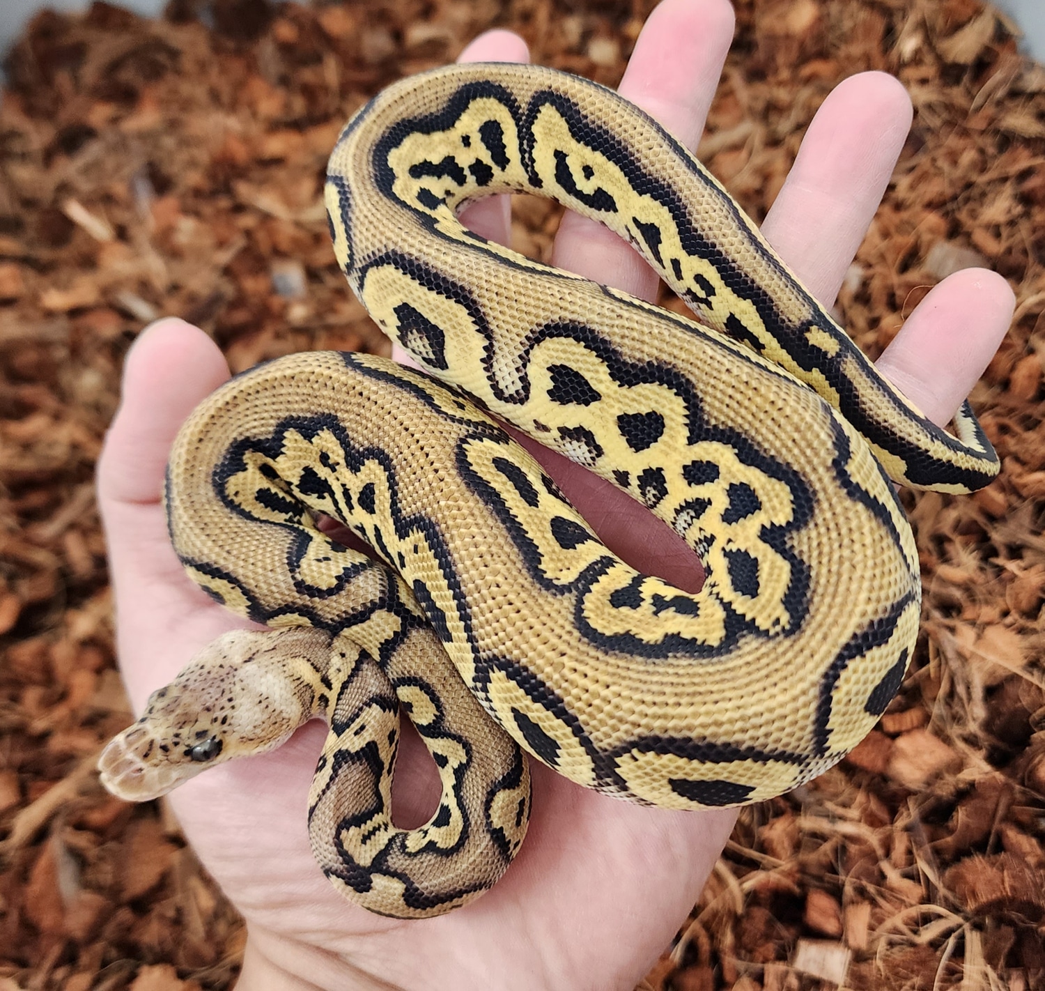 Pastel Blackhead Clown Ball Python by Bobs Balls - MorphMarket