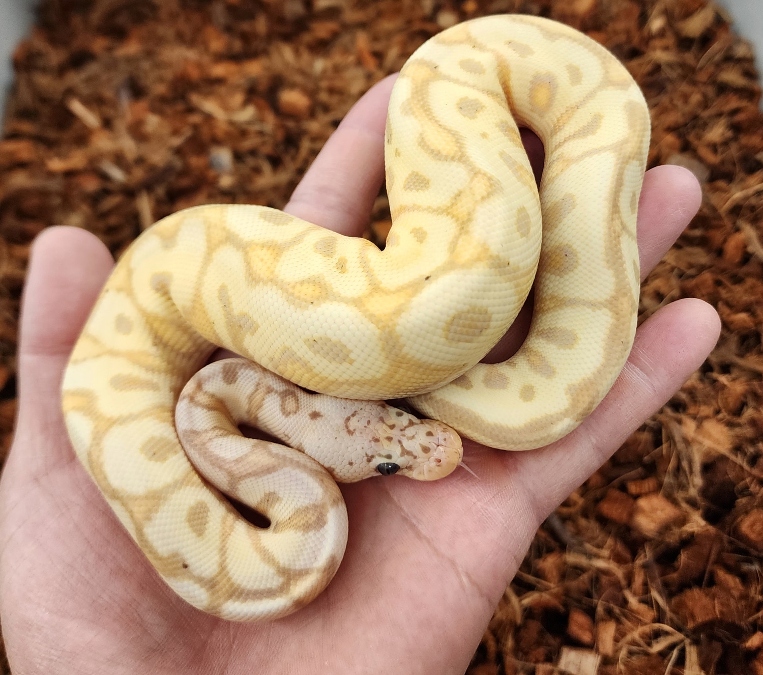 Pastel Spotnose Banana Clown Ball Python by Bobs Balls - MorphMarket