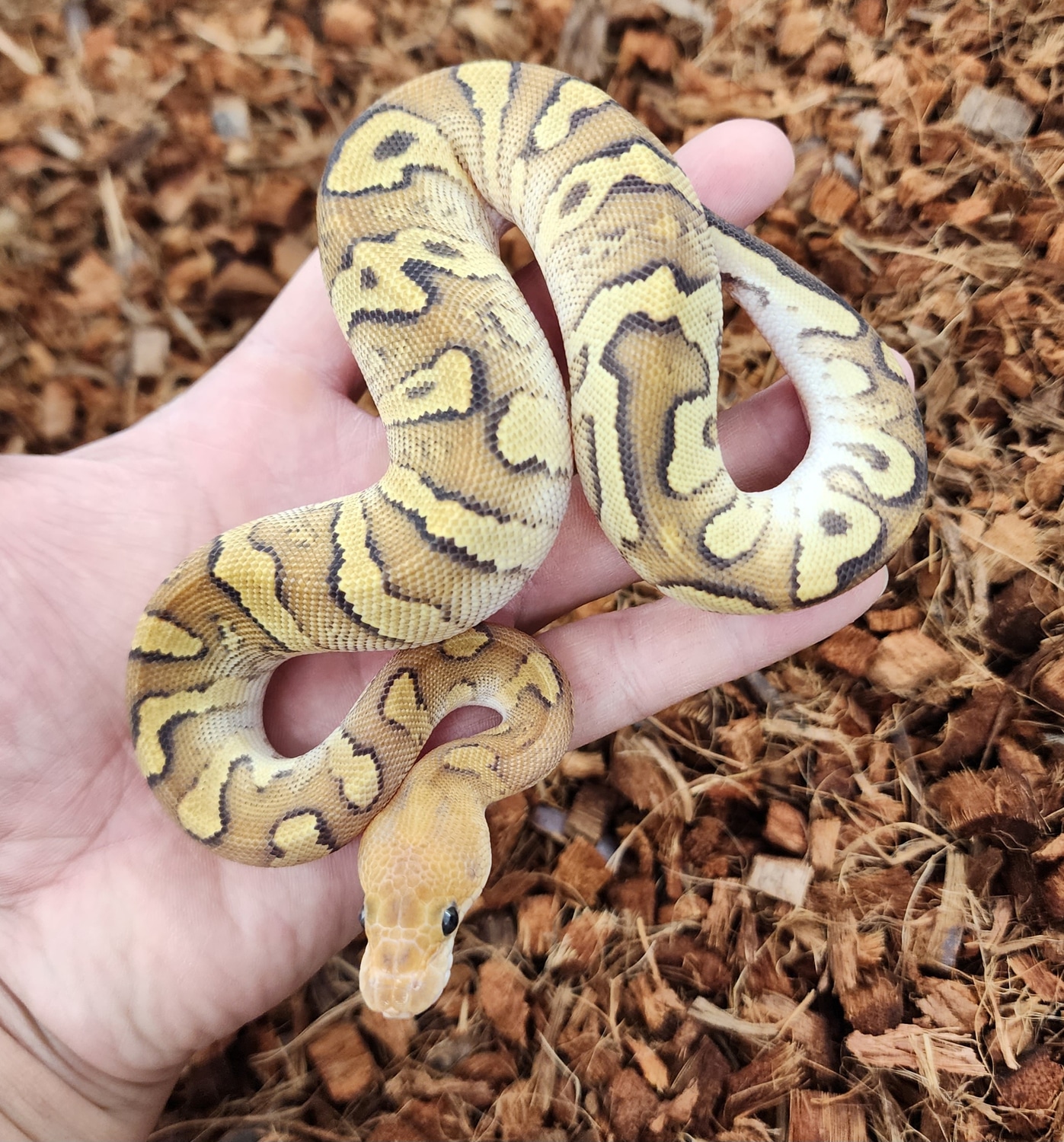 Cypress Fire Yb Clown Ball Python by Bobs Balls - MorphMarket