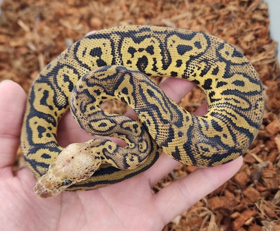 Pastel Confusion Clown Ball Python by Bobs Balls