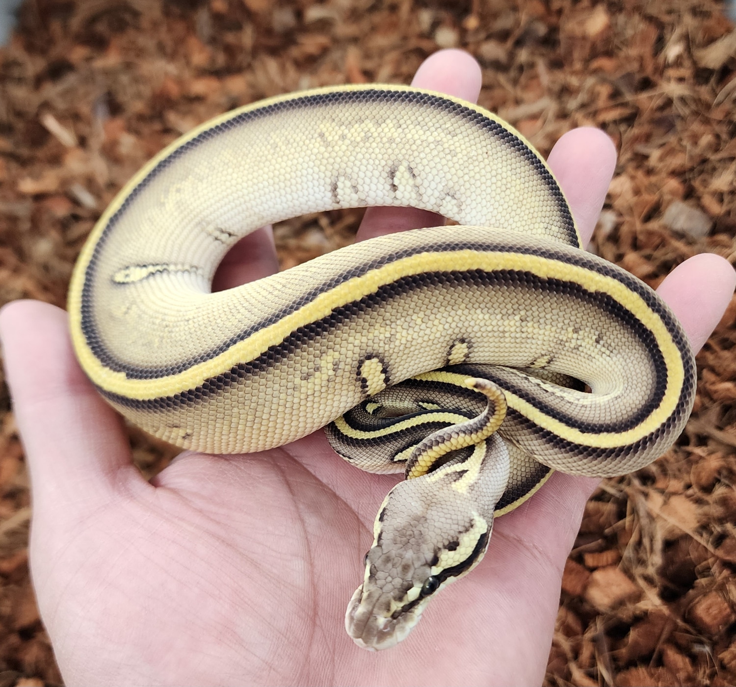 Super Pastel Stranger Leopard 66% Ph Clown Ball Python by Bobs Balls ...