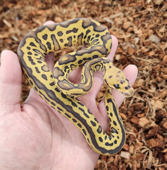 Leopard Confusion Clown Ball Python by Bobs Balls