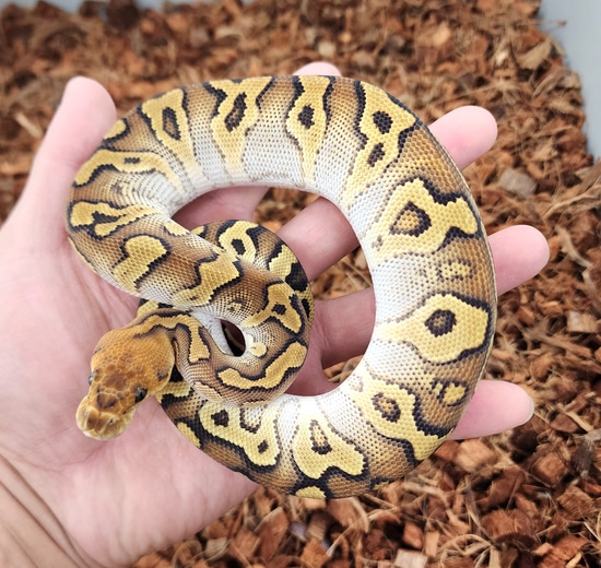 Cypress Clown Ball Python by Bobs Balls